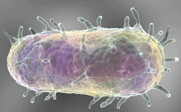 A Grande Mortandade I: como a peste se difundia… | Frumentarius